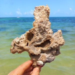 Natural Sea Sponges Perfect for Eco-friendly Aquariums and Creative ...