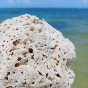 Natural Sea Sponges From Mexican Shores Eco-friendly Aquarium Decor and ...
