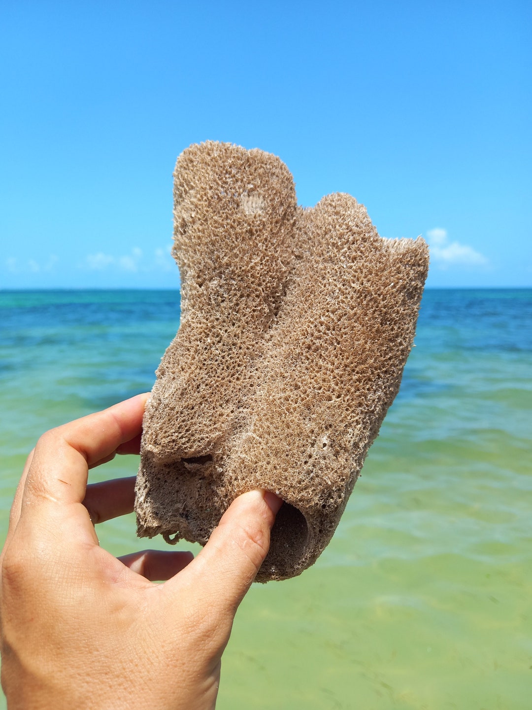 Natural Sea Sponges for Aquarium Decor Eco-friendly Hand-collected From ...