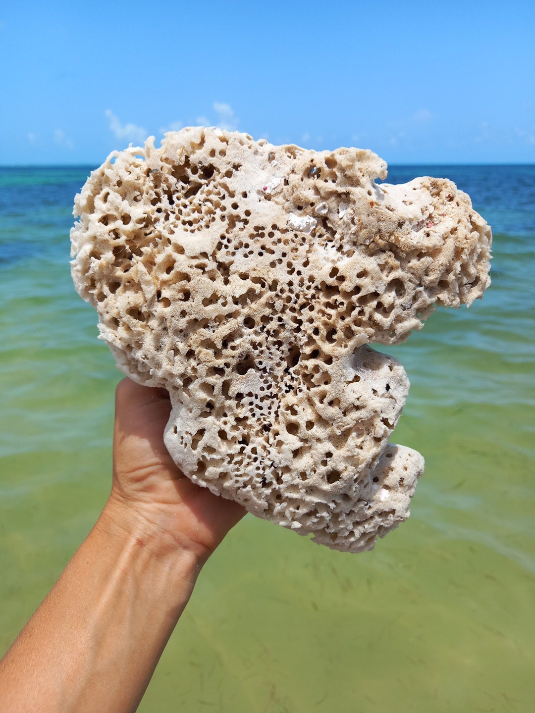 Natural Sea Sponges From Mexican Shores Eco-friendly Aquarium Decor and ...
