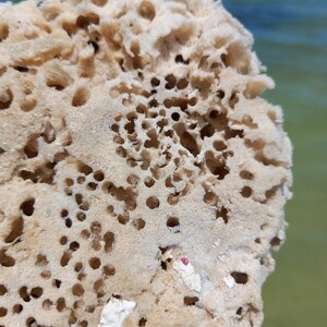 Natural Sea Sponges From Mexican Shores Eco-friendly Aquarium Decor and ...