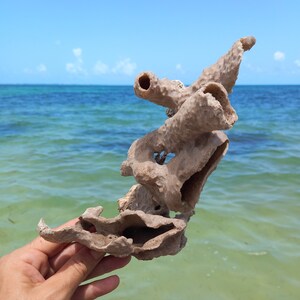 Natural Sea Sponges From Mexican Shores Eco-friendly Aquarium Decor and ...