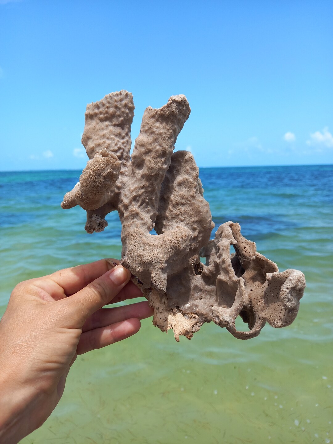 Natural Sea Sponges From Mexican Shores Eco-friendly Aquarium Decor and ...