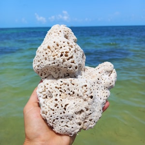 Natural Sea Sponges From Mexican Shores Eco-friendly Aquarium Decor and ...