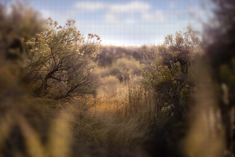 Brushy Grassy Prairie Field Opening Digital Backdrop for Photo - Etsy ...