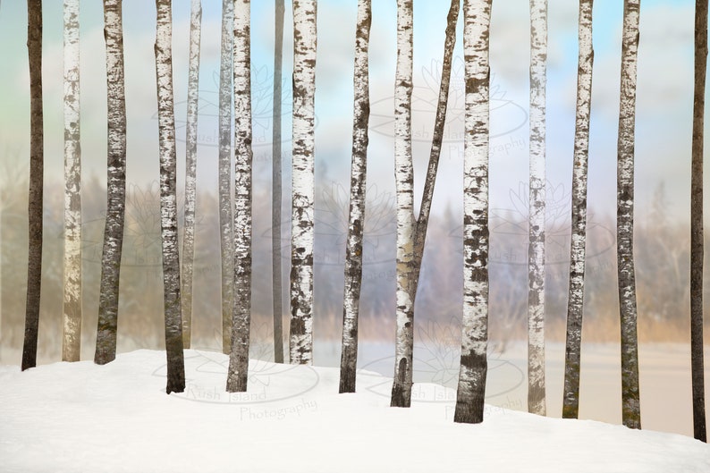 Winter Birch Trees Digital Backdrop for Composite Photography - Etsy