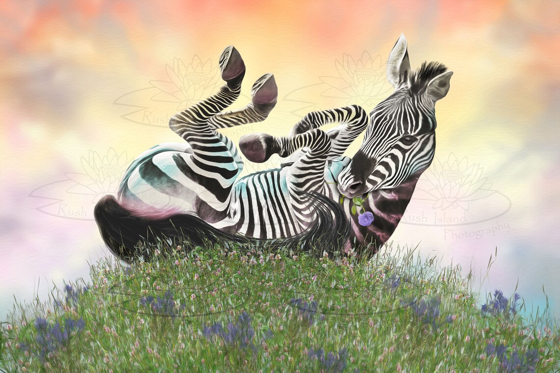 Rock A Bye Baby Zebra Newborn Digital Backdrop for Composite - Etsy