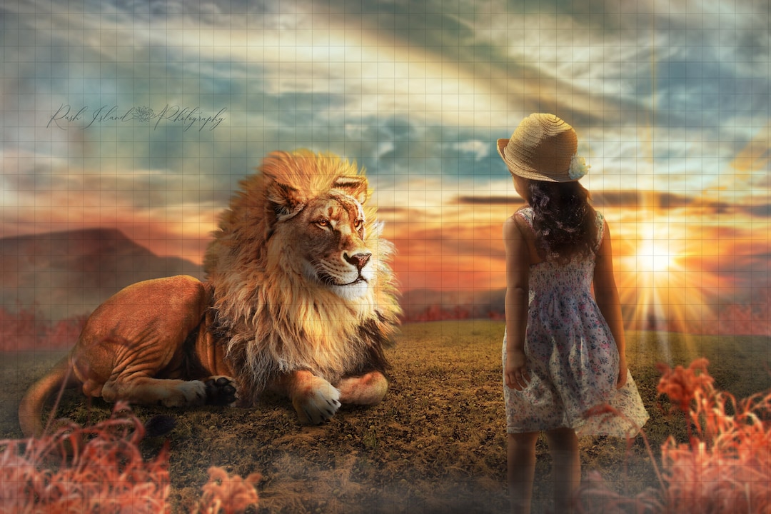 Lion at Sunset Digital Backdrop for Composite Photography, Lion Laying ...