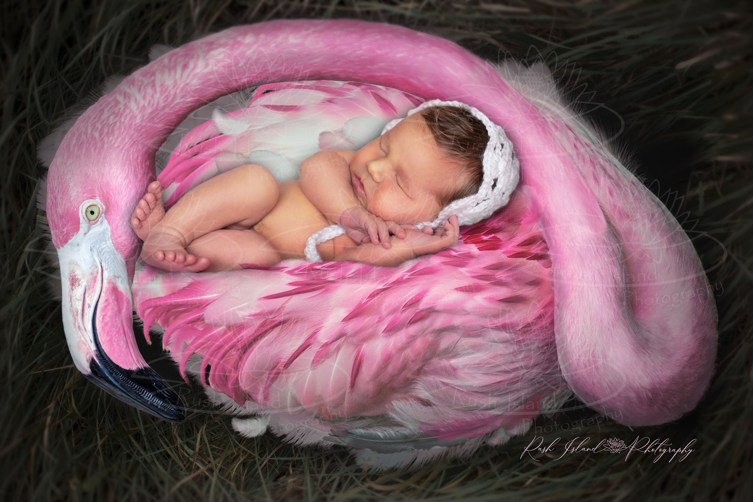 Newborn Flamingo