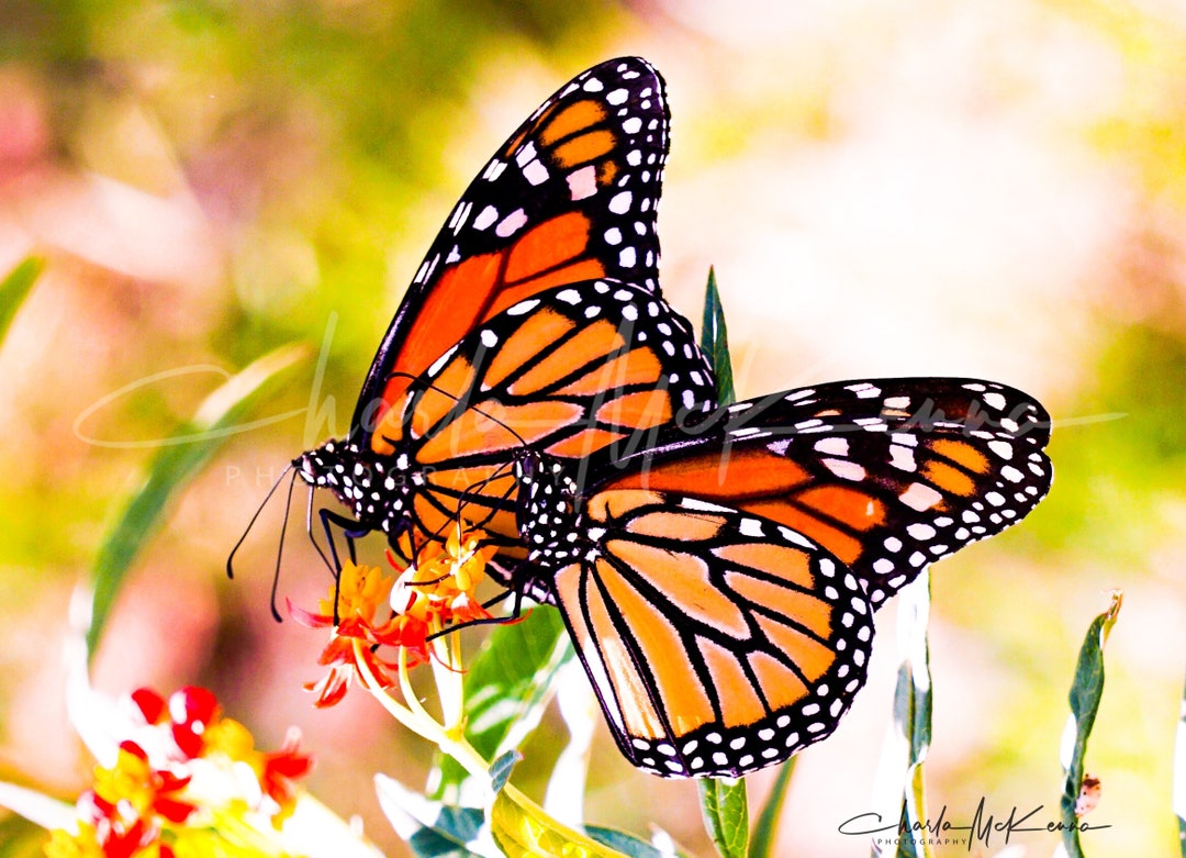 Monarch Butterflies in a Meadow on Canvas Mounted on Wooden Frame - Etsy
