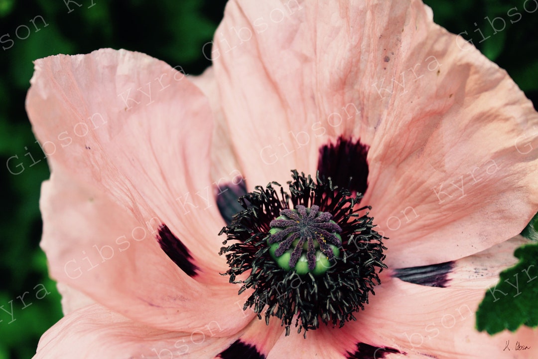 Impresión de fotografía de amapola rosa - Etsy España