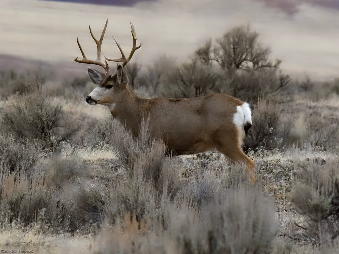 Mule Deer Buck, Woodland Animal, Outdoors/hunting Photography Prints ...