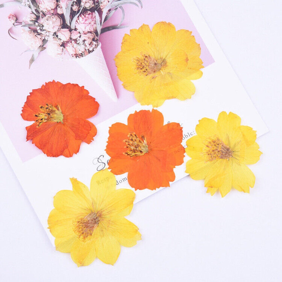 6PCS Real Pressed Dried Cosmos Sulphureus Flower for Art Candle Craft ...
