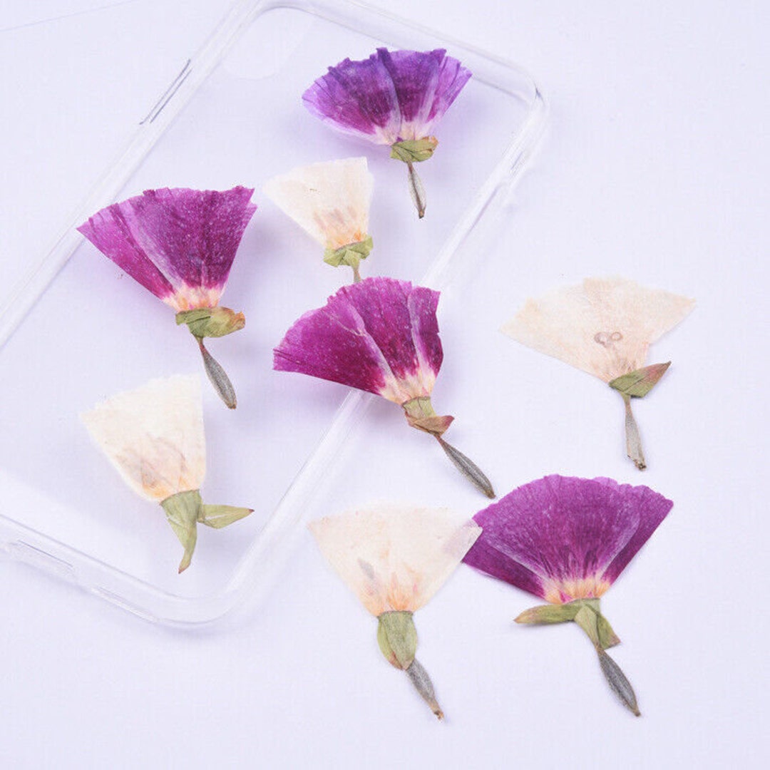 8PCS Real Side Pressed Clarkia Amoena Flower, Natural 3 Colors Dried ...