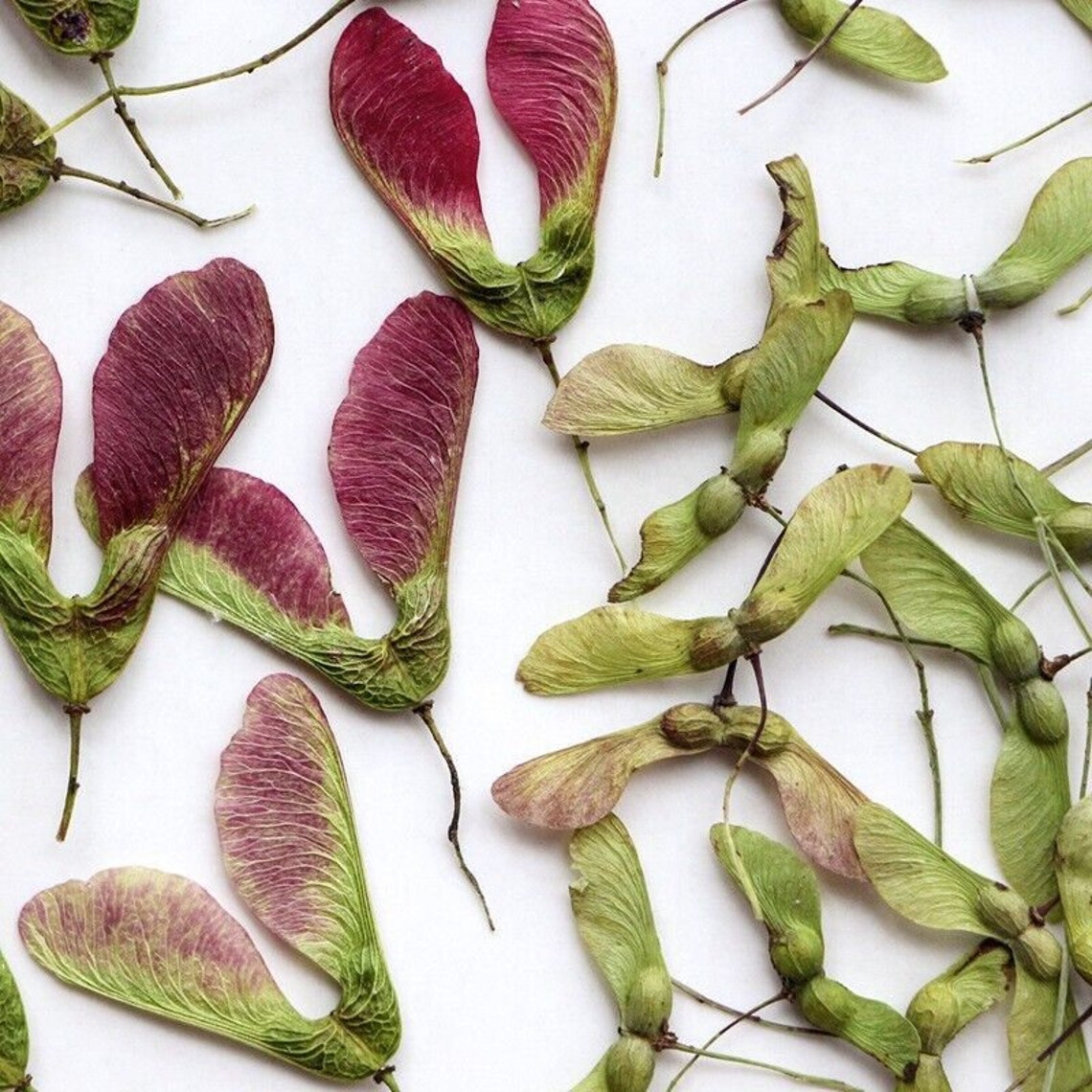 12PCS Real Pressed Elm Fruit, Floral Supply Leaves for Art Craft FSS68 ...