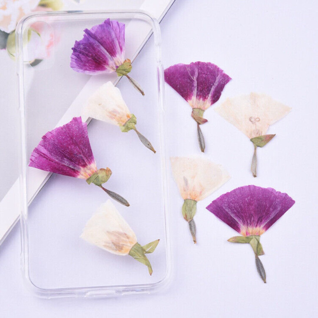 8PCS Real Side Pressed Clarkia Amoena Flower, Natural 3 Colors Dried ...