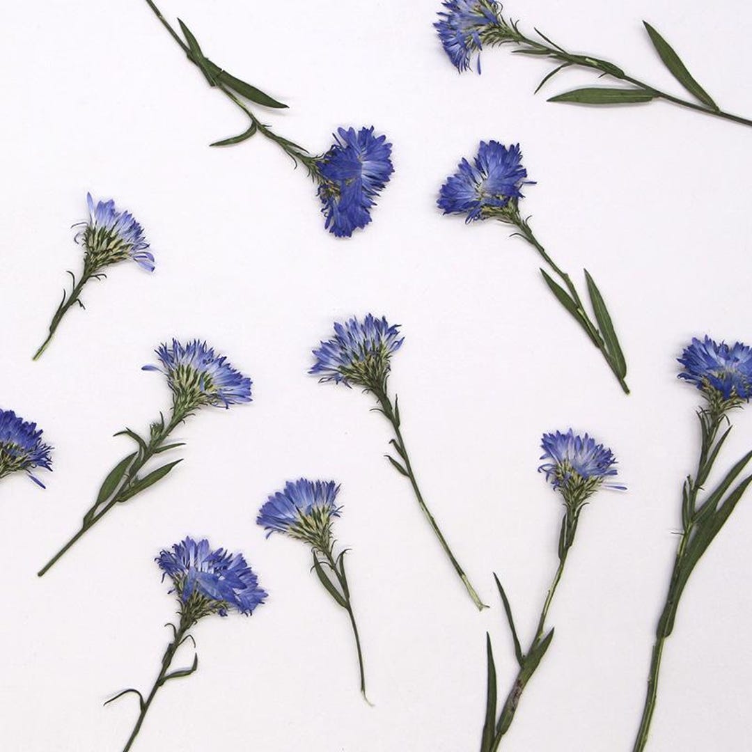 12PCS Pressed Dried Daisy Flower, Side Pressed With Leaves, Stem for ...