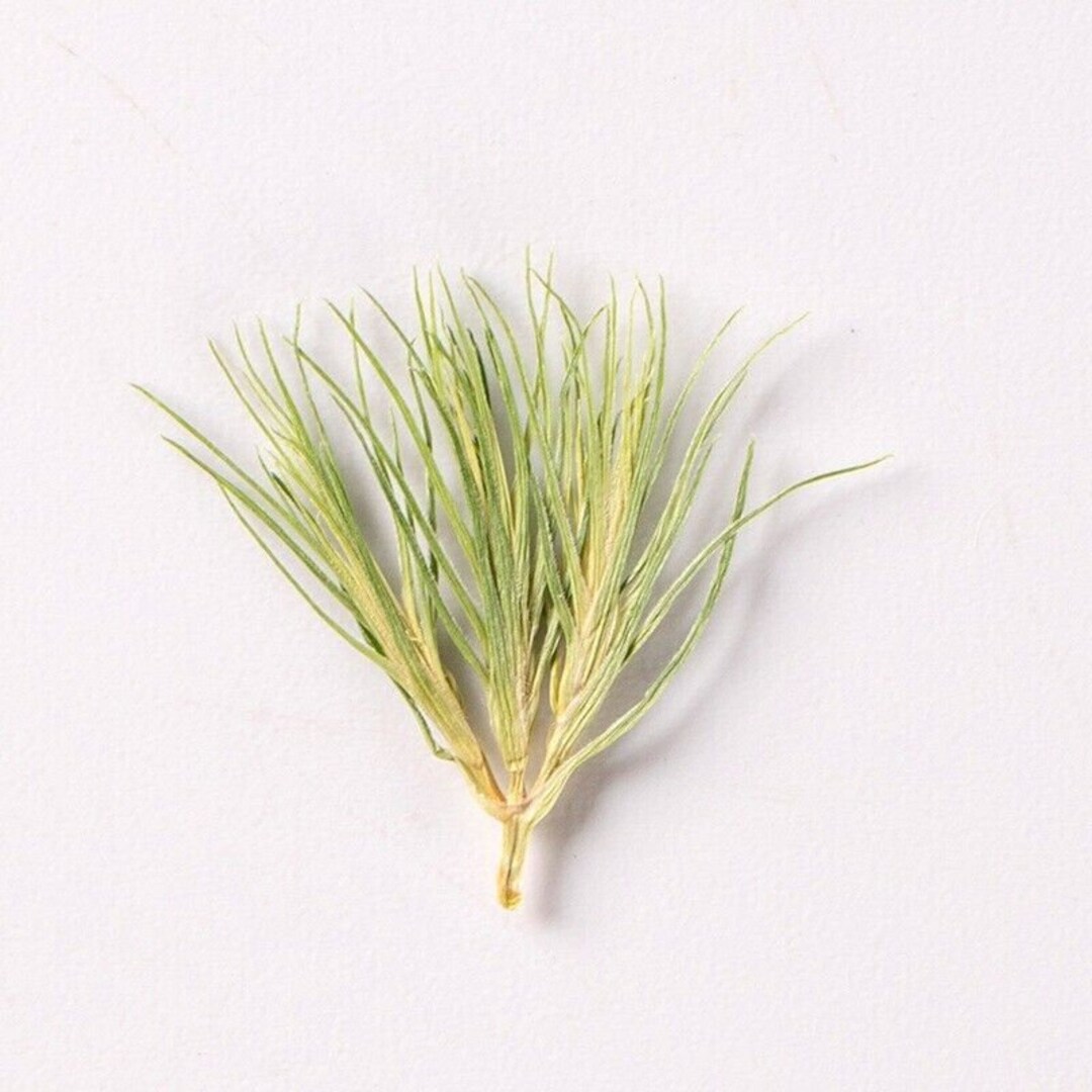 12PCS Real Pressed Pine Tree Needle Leaves, Leaves for Art Craft FSS73 ...