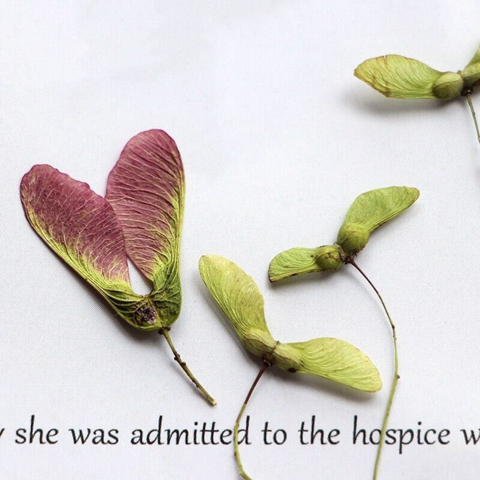 12PCS Real Pressed Elm Fruit, Floral Supply Leaves for Art Craft FSS68 ...