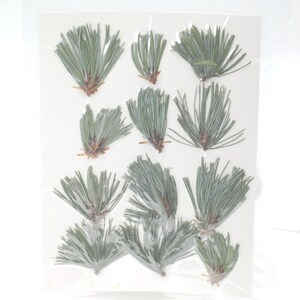 12PCS Real Pressed Pine Tree Needle Leaves, Leaves for Art Craft FSS73 ...