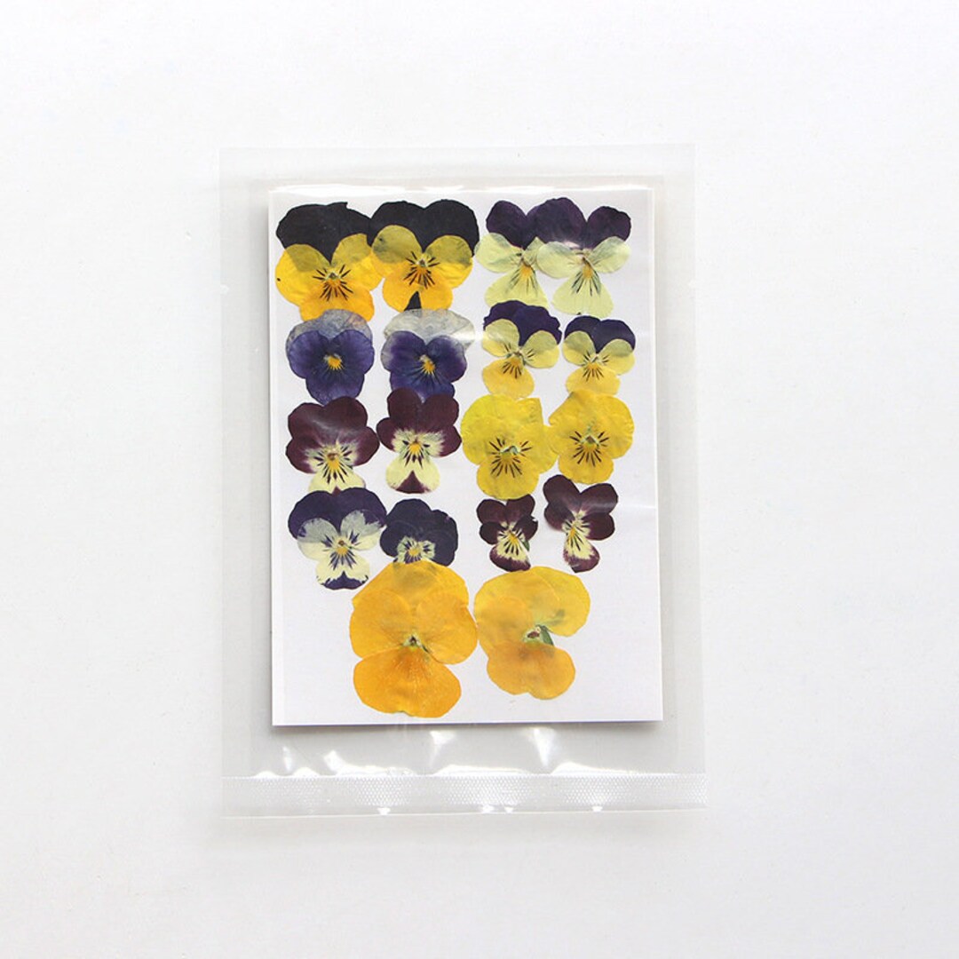 18PCS Real Pressed Dried Pansies/violas Flowers Collection FSS507 - Etsy