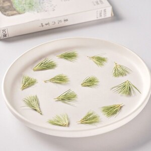 12PCS Real Pressed Pine Tree Needle Leaves, Leaves for Art Craft FSS73 ...