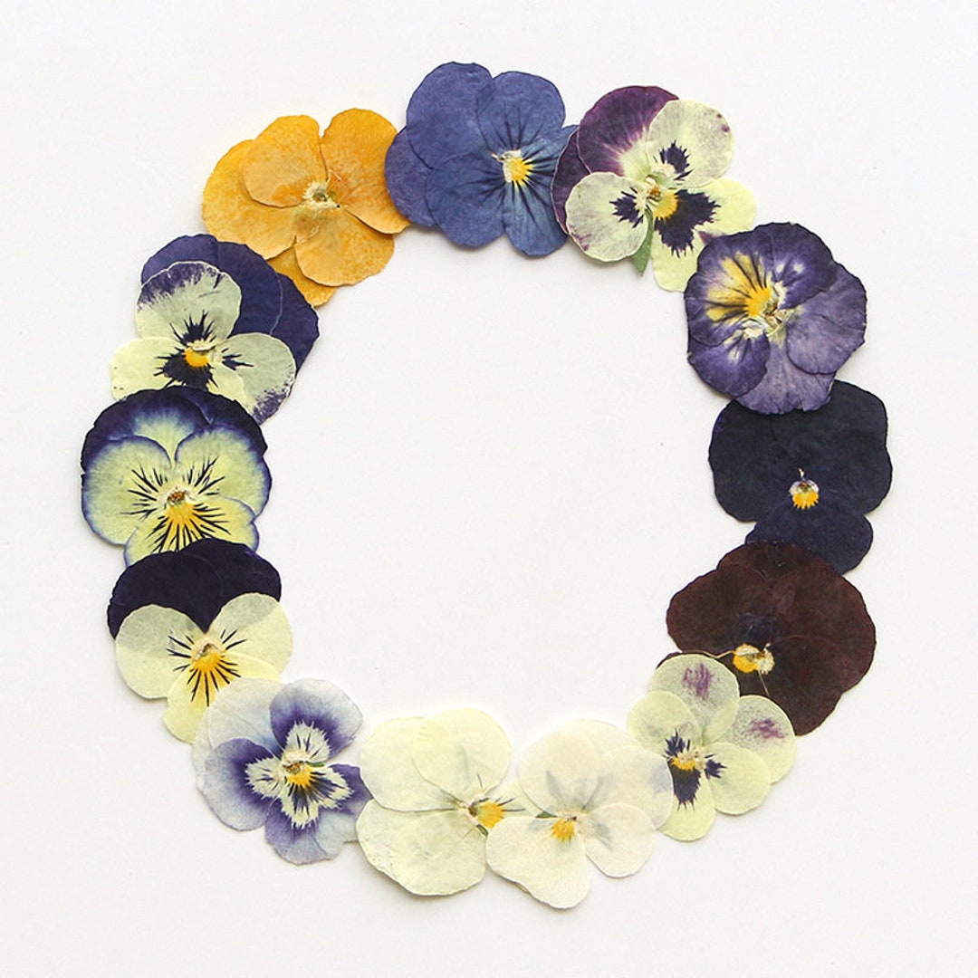 16PCS Real Pressed Dried Pansies/violas Flowers Collection, Yellow ...