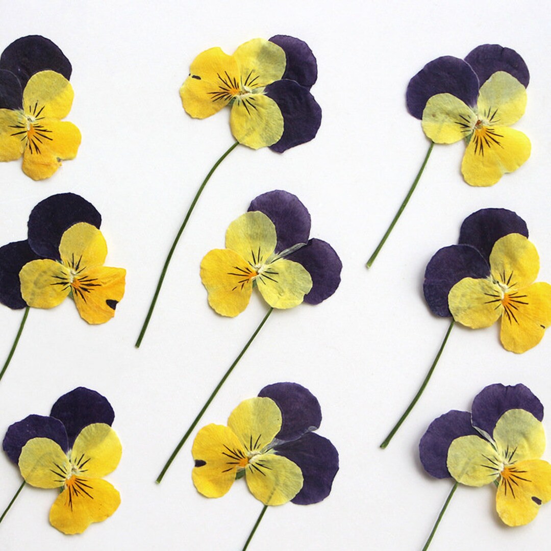 12PCS Real Pressed Dried Pansies/violas Flowers With Stem, Flower ...