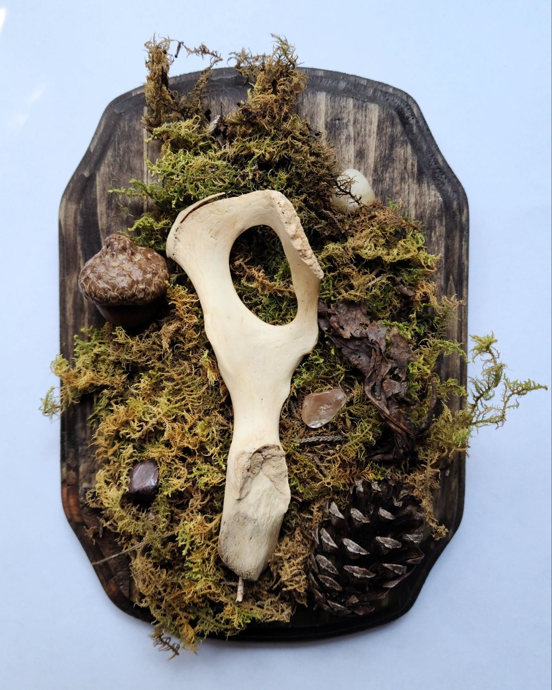 Wood Wall Plaque Animal Bone and Crystals - Etsy