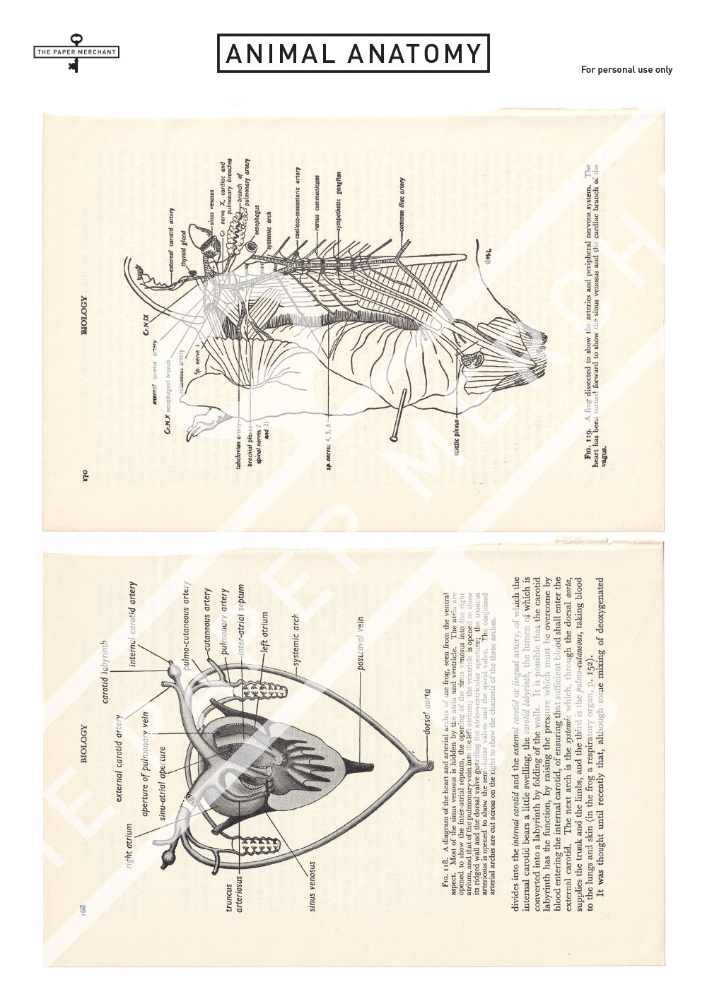 15 Vintage Animal Anatomy Book Pages - Digital Download Printable ...
