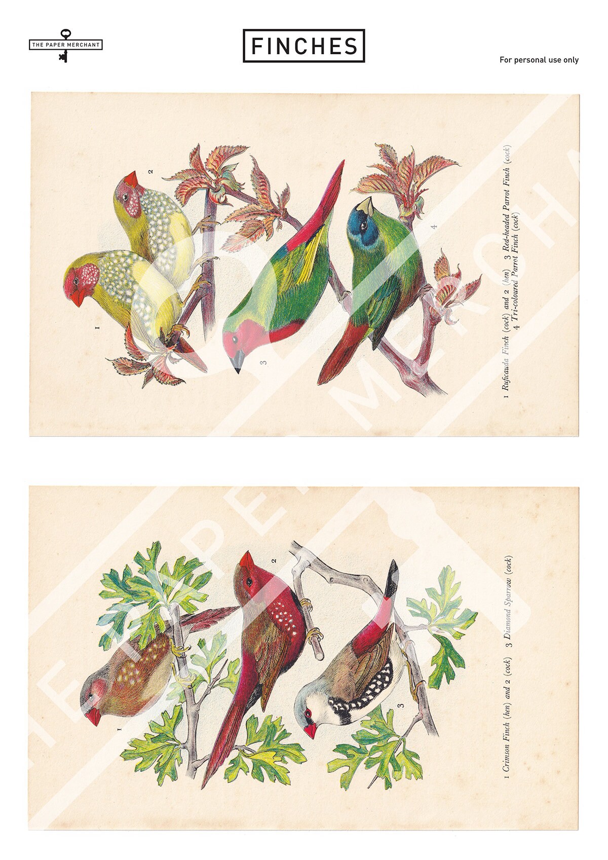 8 Vintage Bird Pages - Digital Download Printable - Ephemera Collage ...