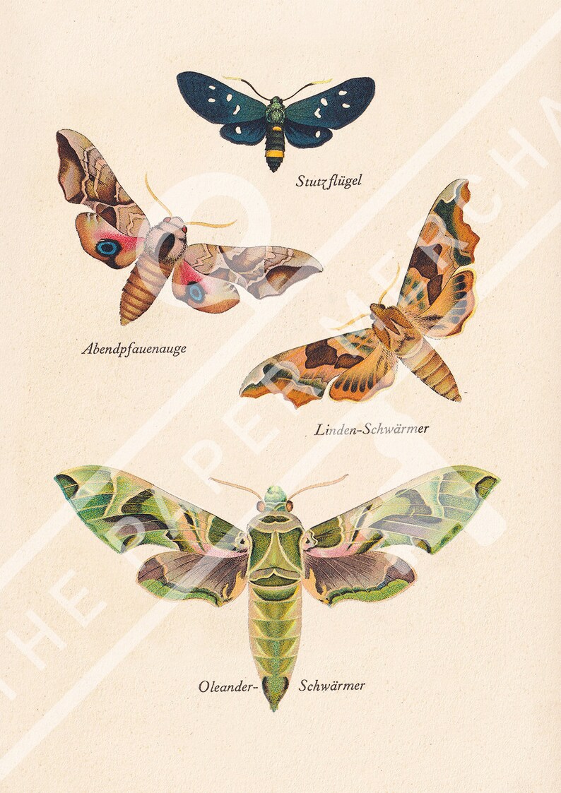 Antique Moth Print 5 Digital Download Printable Vintage Gallery Wall ...