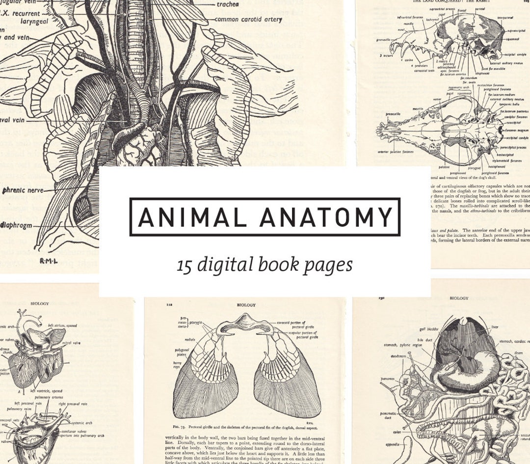 15 Vintage Animal Anatomy Book Pages - Digital Download Printable ...