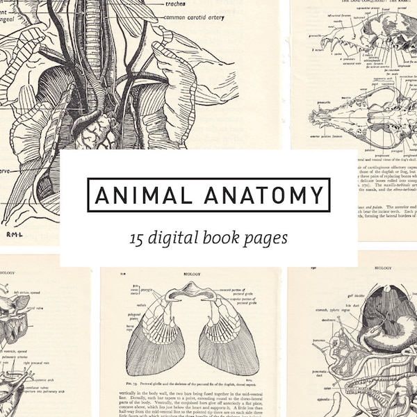 Vintage Animal Anatomy Book - Etsy
