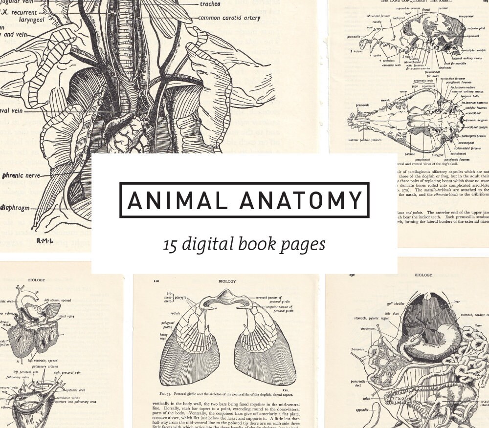 15 Vintage Animal Anatomy Book Pages Digital Download - Etsy