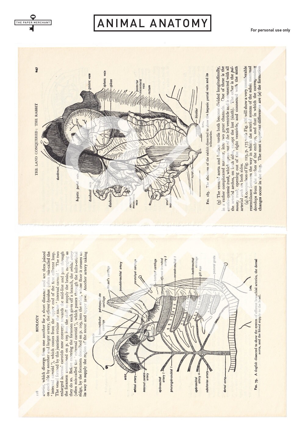15 Vintage Animal Anatomy Book Pages - Digital Download Printable ...