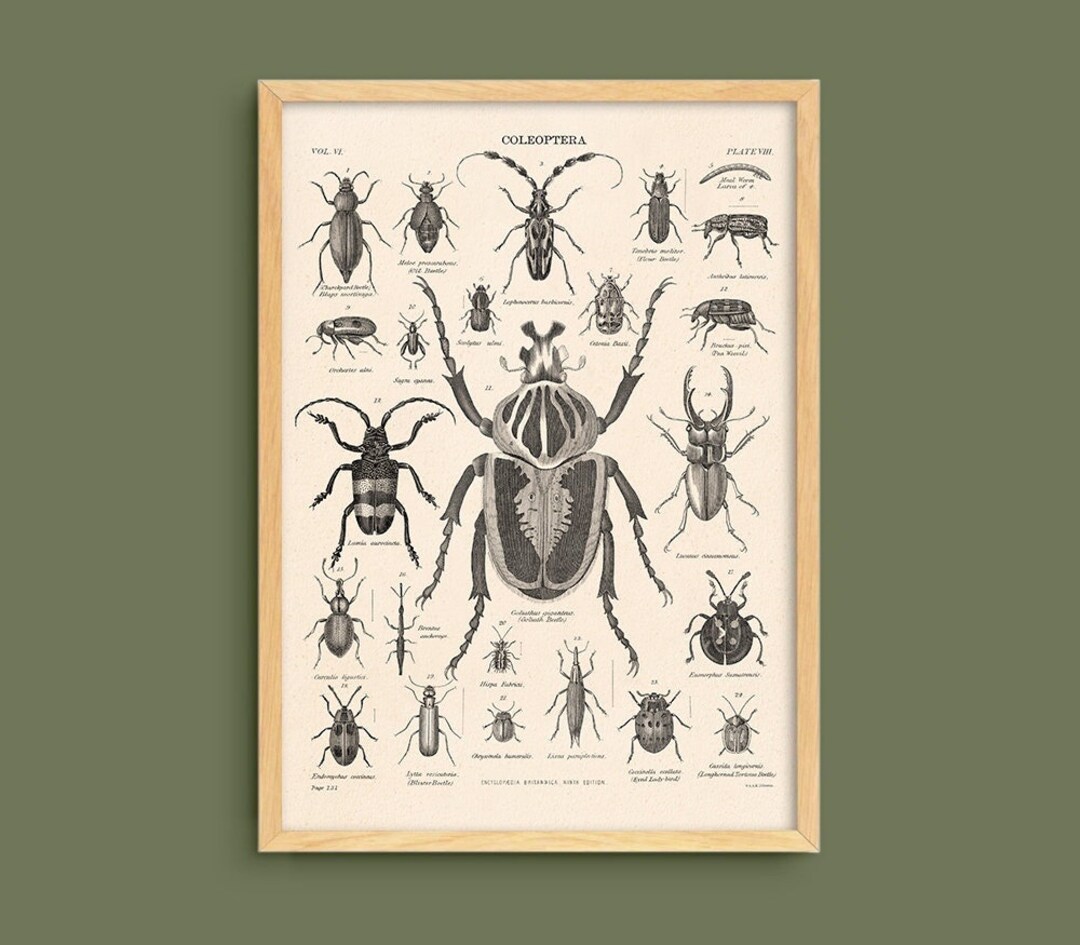 Antique Beetles Print - Digital Download Printable - Vintage Gallery ...