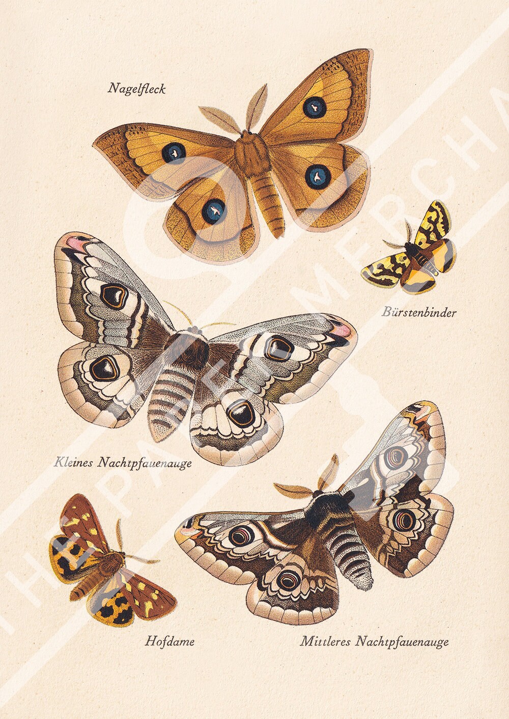 Antique Moth Print 3 Digital Download Printable Vintage Gallery Wall ...