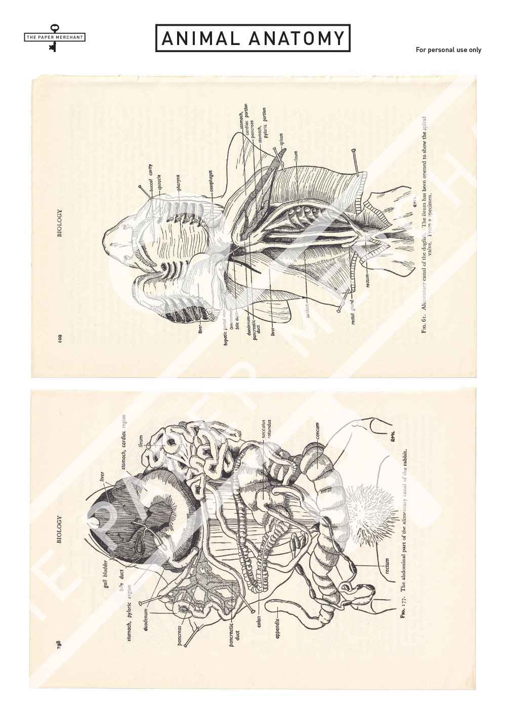 15 Vintage Animal Anatomy Book Pages - Digital Download Printable ...