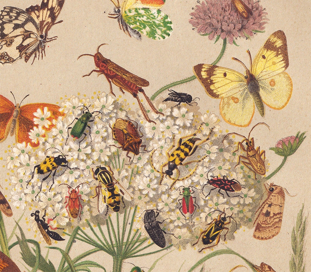 Antique Insect Print 2 Digital Download Printable Vintage - Etsy Canada