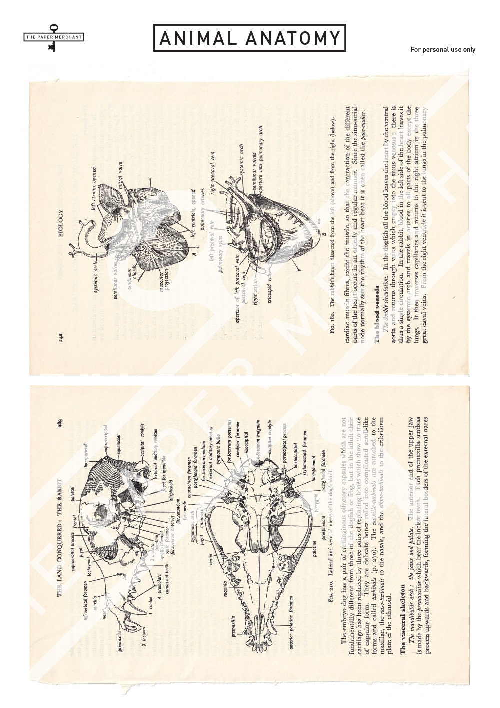 15 Vintage Animal Anatomy Book Pages - Digital Download Printable ...