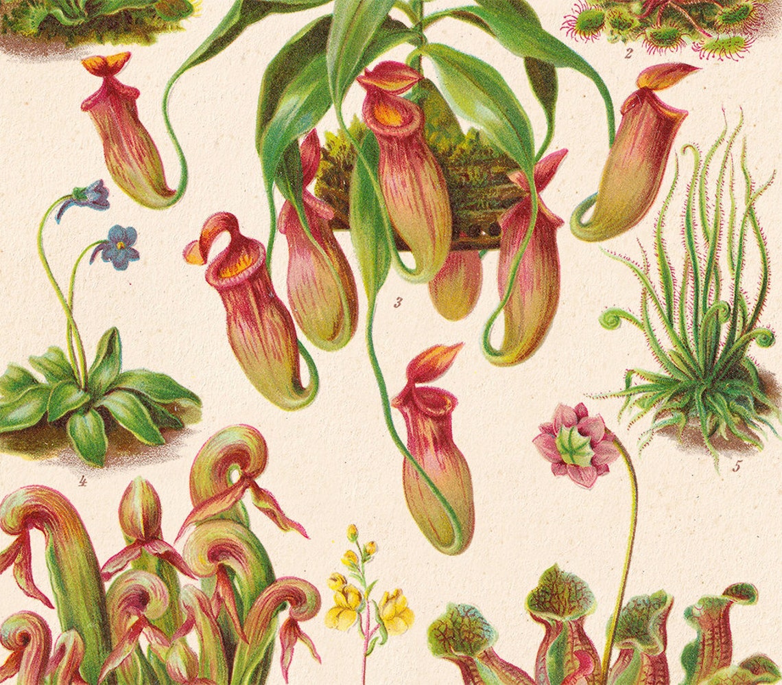 Antique Carnivorous Plants Print Digital Download Printable Vintage ...