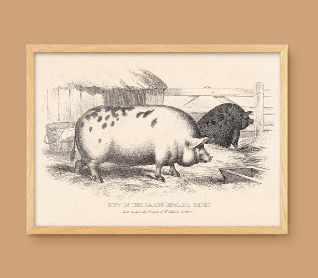 Antique Pig Print - Digital Download Printable - Vintage Gallery Wall ...
