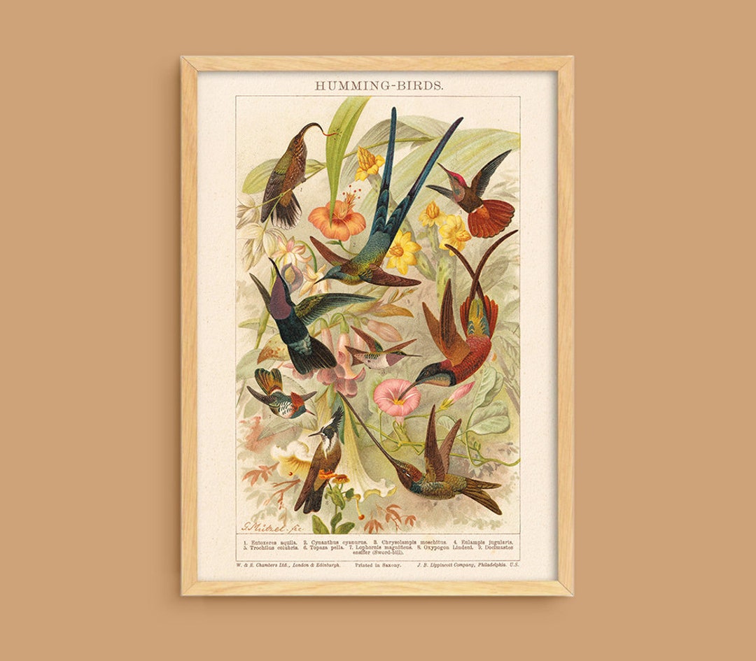 Antique Hummingbird Print - Digital Download Printable - Vintage ...
