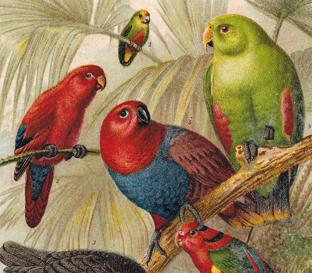Antique Parrot Print - Digital Download Printable - Vintage Gallery ...