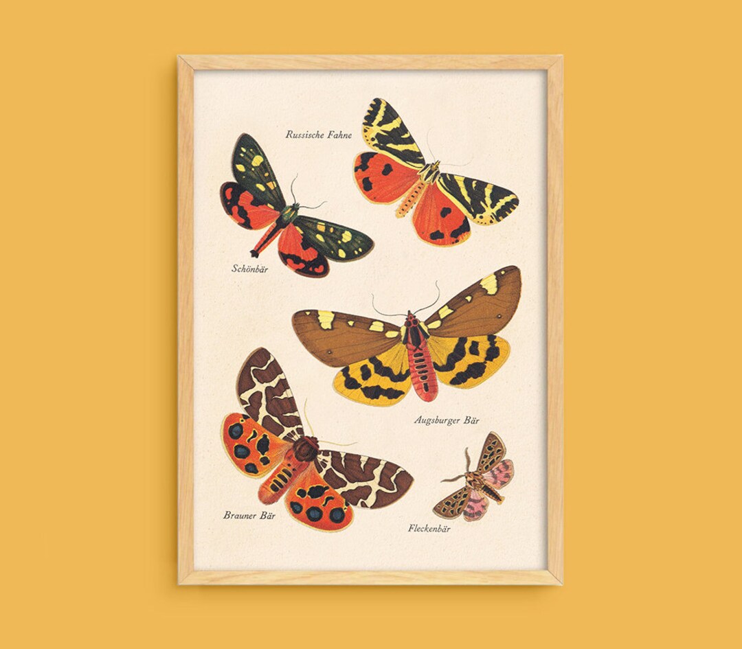 Antique Moth Print #1 - Digital Download Printable - Vintage Gallery ...