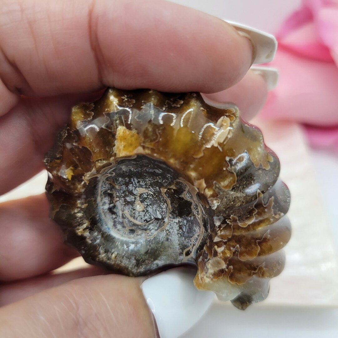 2.1" Ribbed Ammonite Fossil Crystal Stone, Xipheroceras Fossil Specimen ...