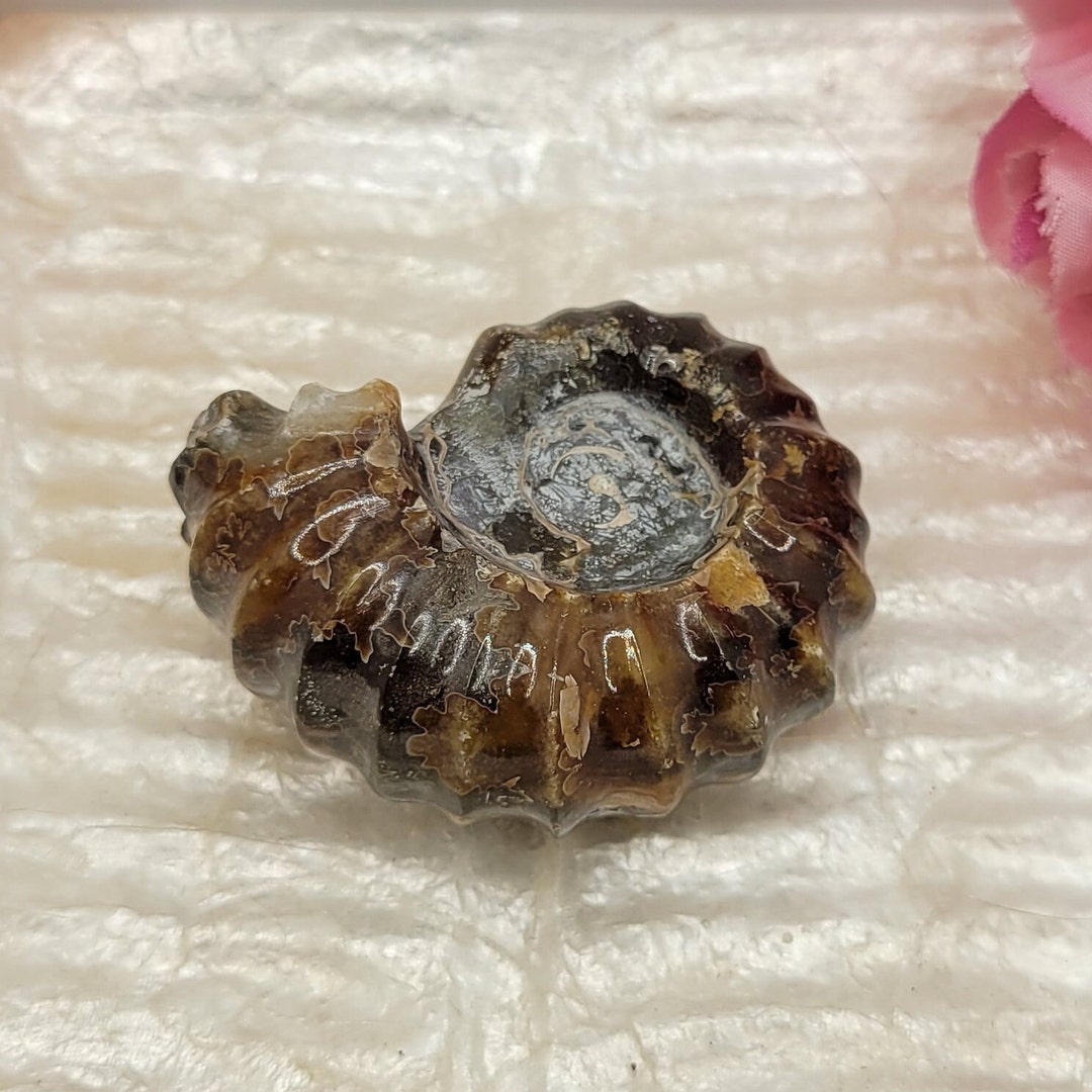 2.1" Ribbed Ammonite Fossil Crystal Stone, Xipheroceras Fossil Specimen ...