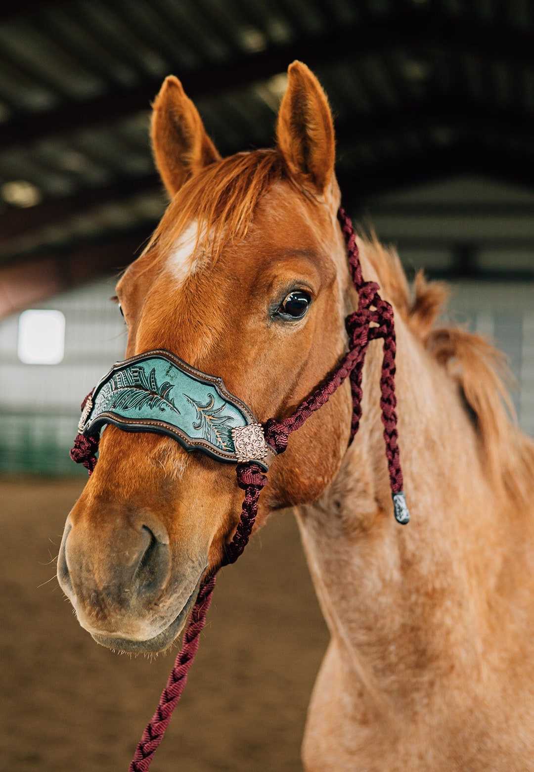Maroon & Teal Feather Mule Tape Halter, Horse Halter, Western Tack, USA ...