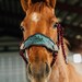 Maroon & Teal Feather Mule Tape Halter, Horse Halter, Western Tack, USA ...